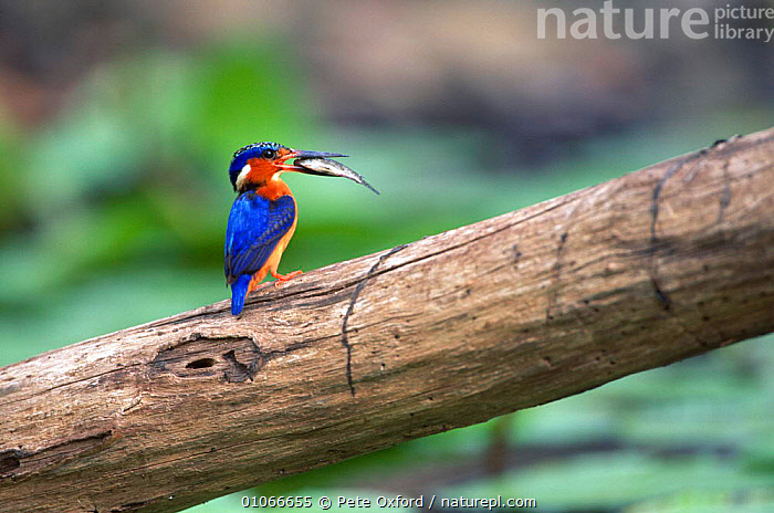 Stock photo of Madagascar kingfisher with prey {Alcedo vintsioides ...