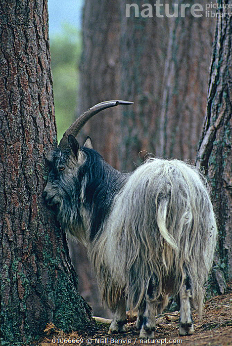 Stock photo of Feral goat male sniffing tree {Capra hircus} Inverness ...