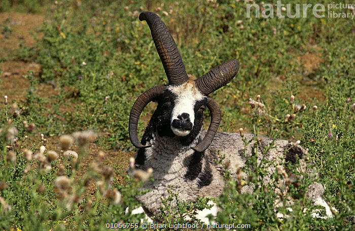 Stock photo of Jacobs sheep ram {Ovis aries} Scotland, UK. Available ...