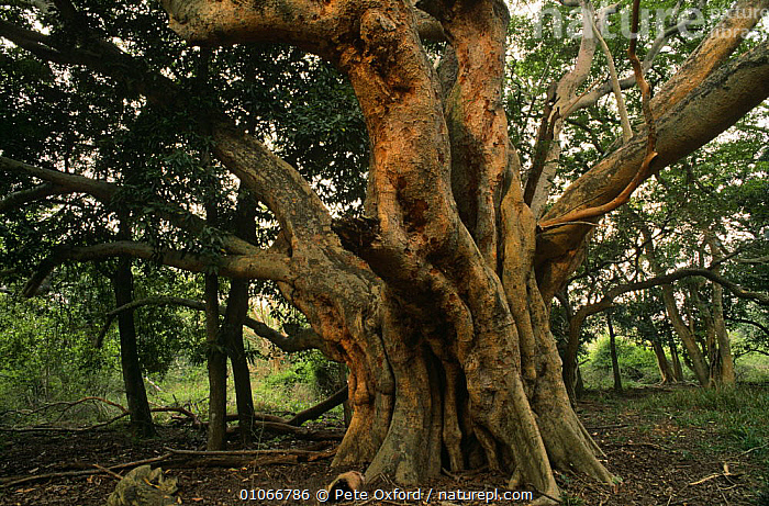 Stock photo of Sycamore fig tree {Ficus sycomorus} Ndumu GR, South ...
