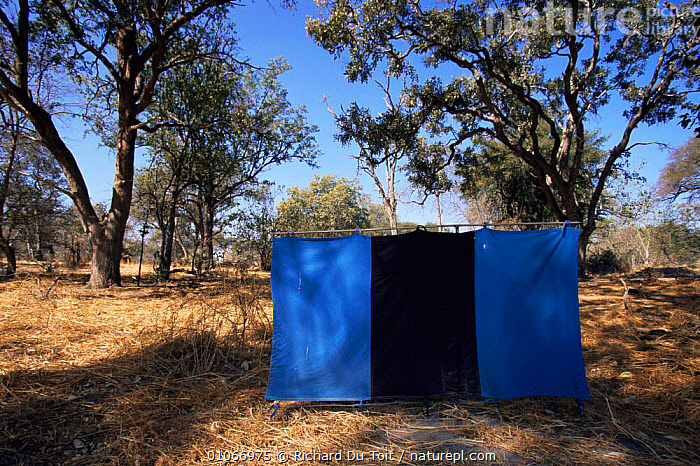 Stock photo of Tsetse fly trap, striped cloth impregnated with ...