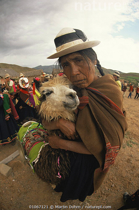Stock photo of Quechua wedding with man and domestic Llama in ...