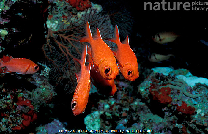 Stock photo of Red soldierfish {Myripristis murdjan} Maldives, Indian ...