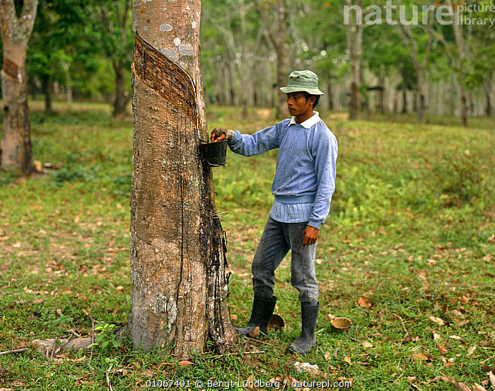 Stock photo of Man tapping Rubber tree {Hevea brasiliensis} for latex ...