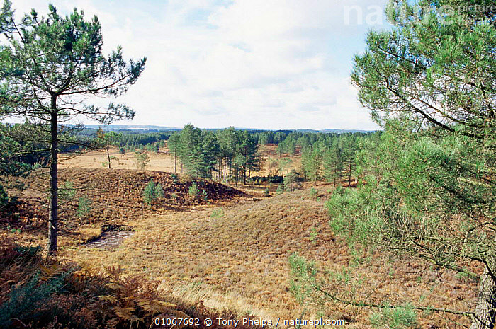 Stock photo of Afforestation (tree planting) on heathland, Wareham ...