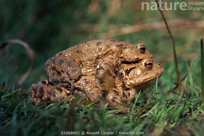 Stock photo of Common European toads mating {Bufo bufo} UK. Available ...