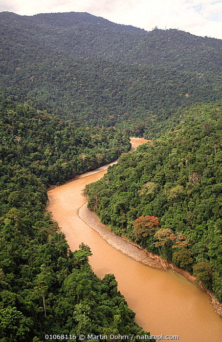 Stock photo of Aerial view of river in rainforest, Papua New Guinea ...