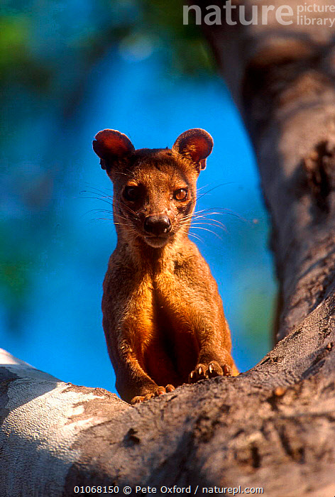 Stock photo of Fossa looking down from tree, Madagascar. Available for ...