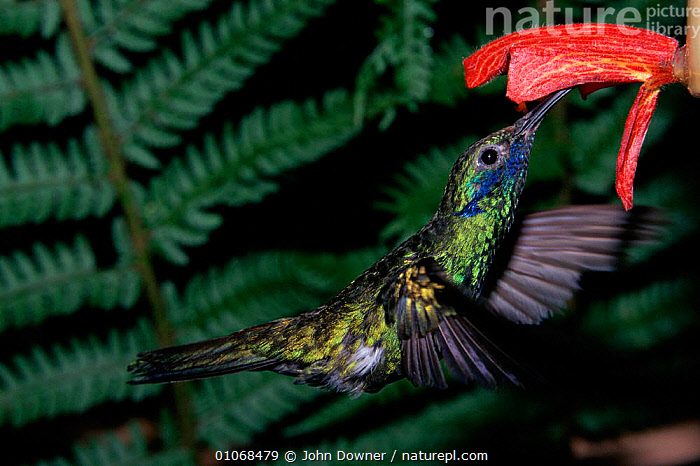 Stock photo of Sparkling violetear hummingbird {Colibri coruscans ...