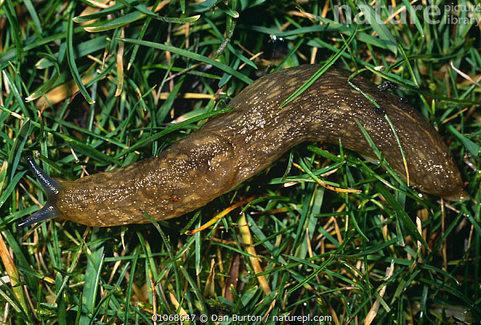 Stock photo of Yellow slug (Limax flavus) Devon, UK. Available for sale ...