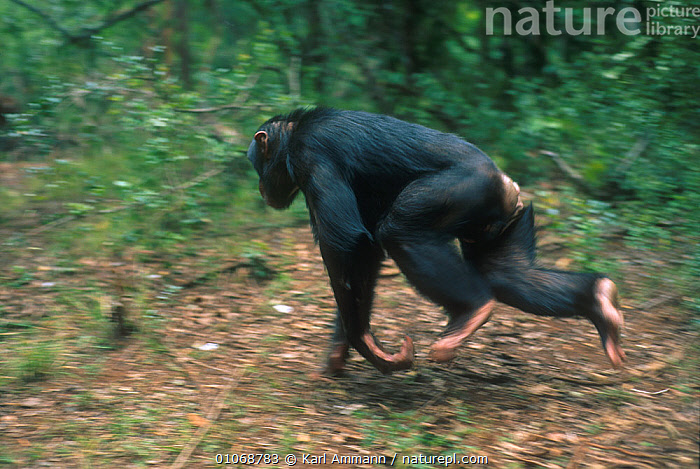 Stock photo of Male Chimpanzee running, Kenya. Available for sale on ...
