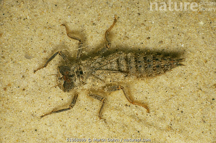 Stock photo of Golden ringed dragonfly larva {Cordulegaster boltonii ...