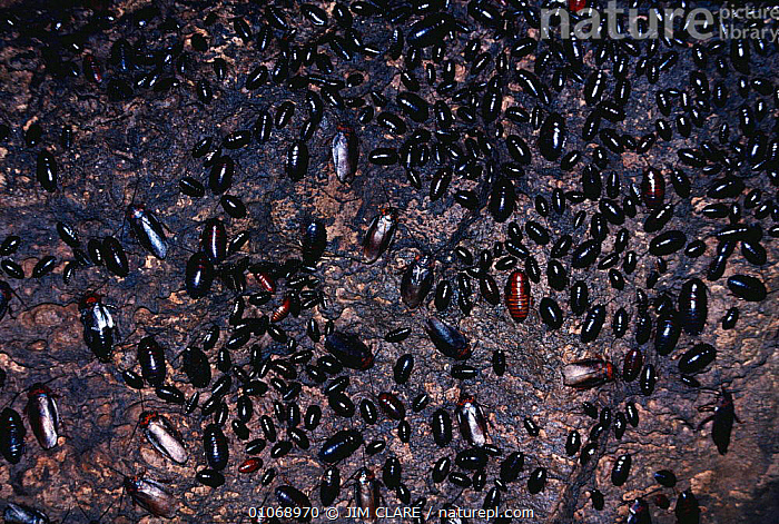 Stock photo of Common cockroaches in bat cave {Blatta orientalis ...