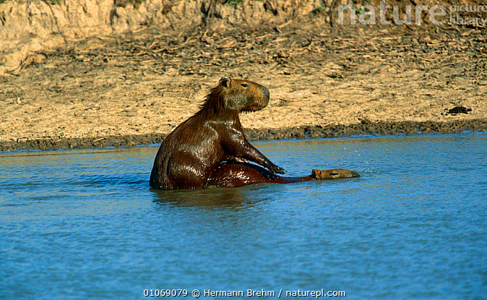 Stock photo of Capybara mating in water {Hydrochoerus hydrochaeris ...