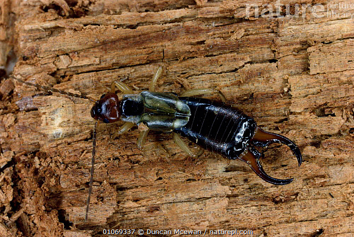 Stock photo of Common earwig on rotten wood {Forficula auricularia ...