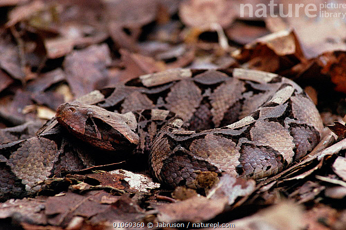 Stock photo of Gaboon viper {Bitis gabonica} Ituri Reserve, Congo ...