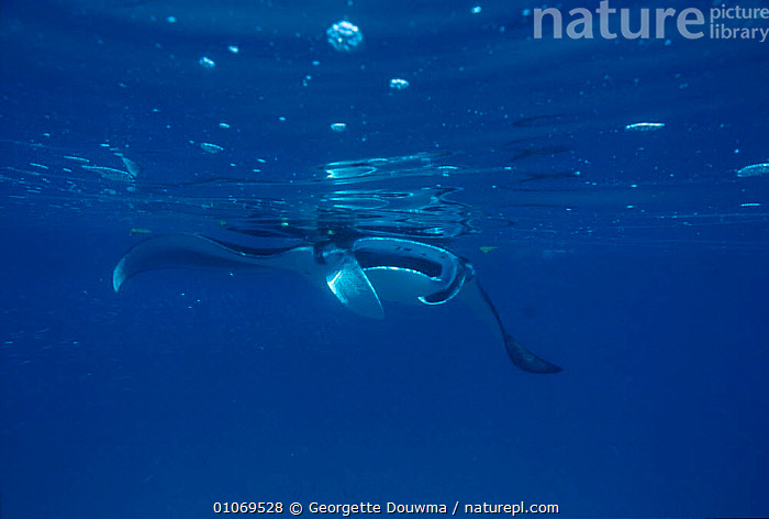 Stock photo of Manta ray filter feeding at sea surface, Red Sea off ...