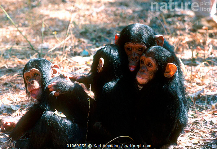 Stock photo of Orphaned Chimpanzees, Chimfunshi sanctuary, Zambia ...