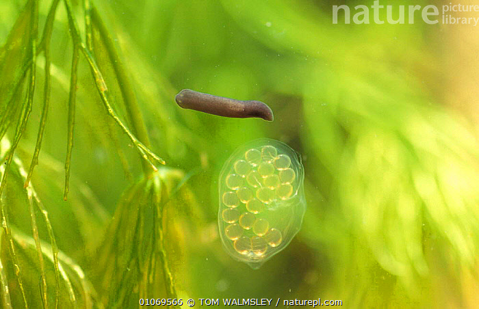 Stock photo of Flatworm and eggs {Platyhelminthes}. Available for sale ...