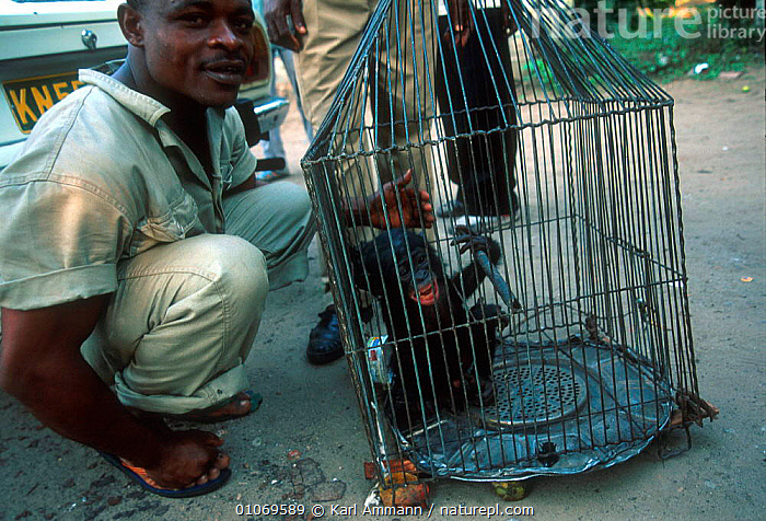 Stock photo of Orphan Bonobo for sale in cage, Kinshasa, Congo ...