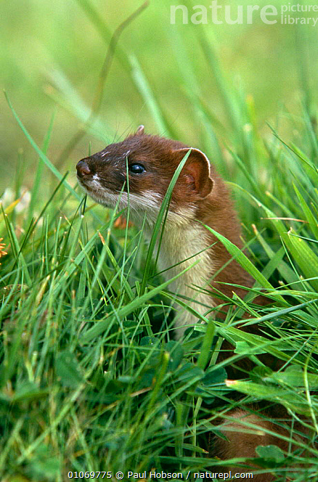 Stock photo of Stoat {Mustela erminea} Yorkshire, UK. Available for ...