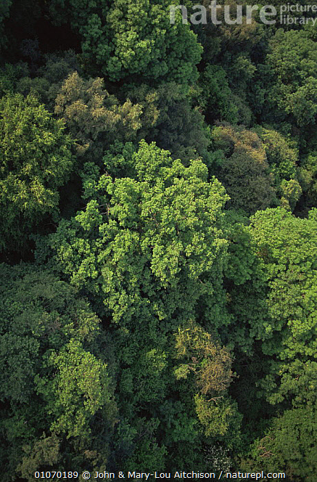 Stock photo of Aerial view showing the canopy of an Oak tree woodland ...