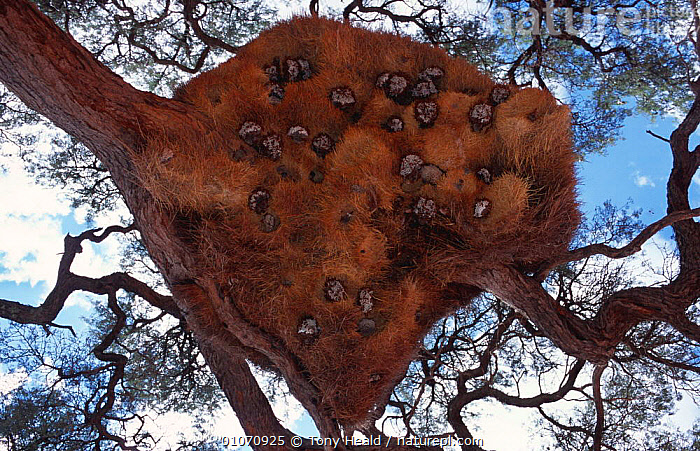 Stock photo of Sociable weaver's nest {Philetairus socius} with wasps ...