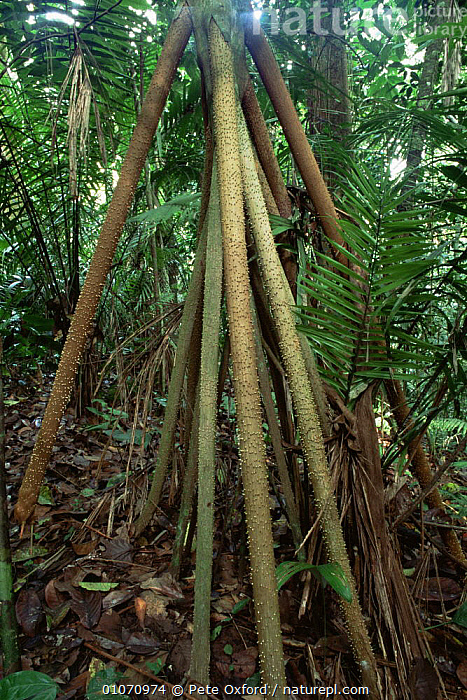 Stock photo of Stilt roots with thorns, Amazonian rainforest, Ecuador ...