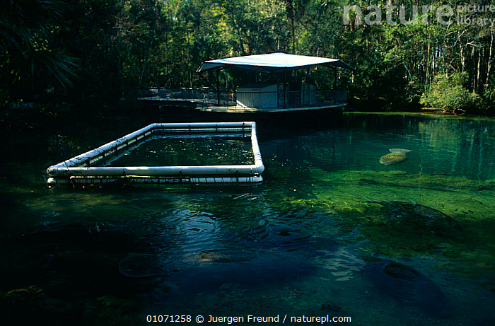 Stock photo of feeding cage for West Indian manatees {Trichechus ...