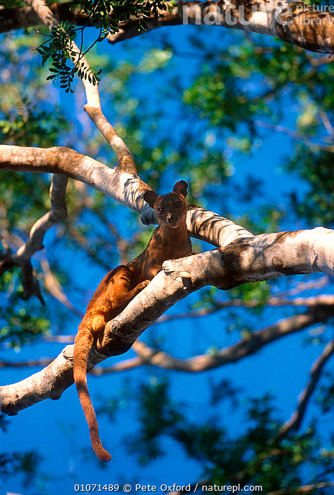 Stock photo of Male Fossa in tree , Western dry forest, Madagascar ...