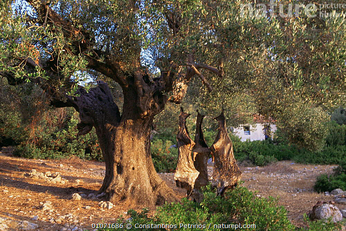 Stock photo of Olive tree with sheep skins hanging out to dry, rural ...