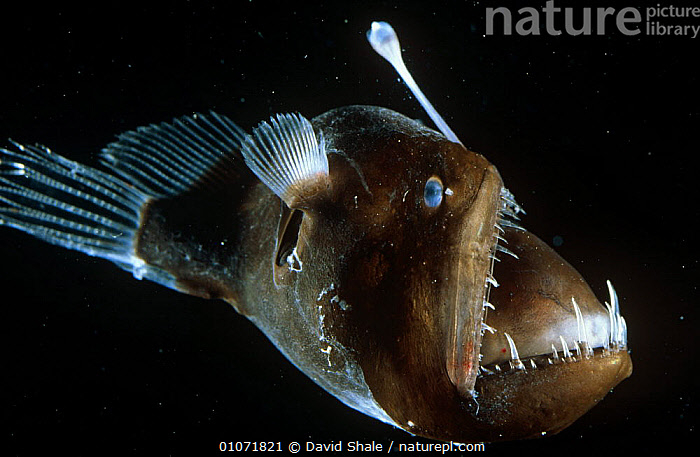 Stock photo of Deepsea Female Anglerfish {Melanocoetus} with stomach ...