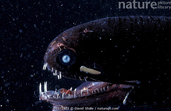 Stock photo of Head of female Anglerfish {Echiostoma barbatum} Deepsea ...