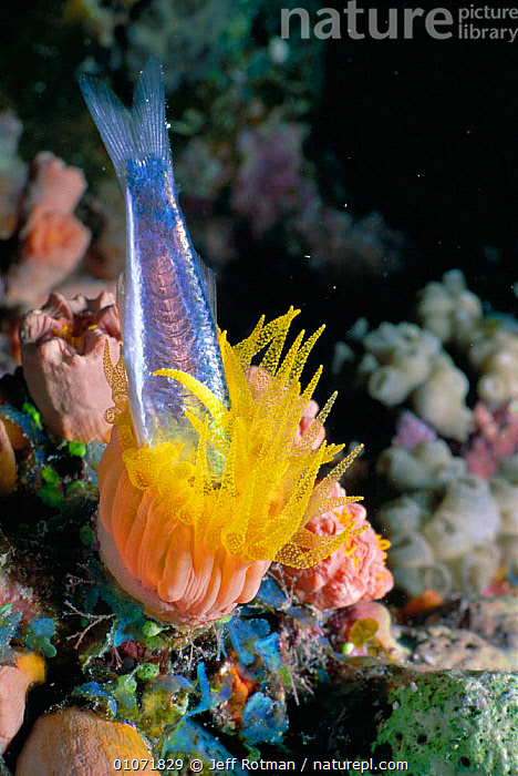 Stock photo of Cup coral {Tubastrea sp} feeding on Silverside fish at ...
