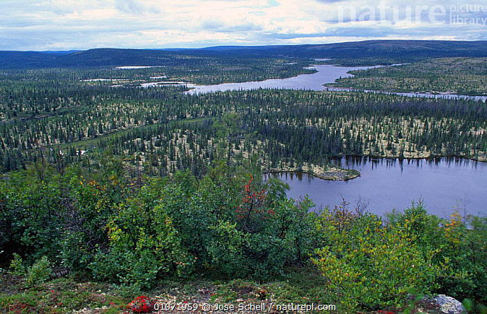 Stock photo of Taiga habitat - Caribou migration path, N Quebec, Canada ...