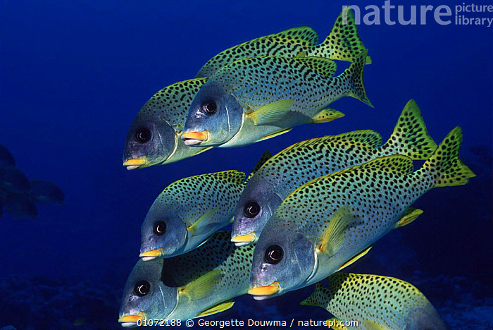 Stock photo of Blackspotted sweetlips {Plectorhinchus gaterinus}Sudan ...