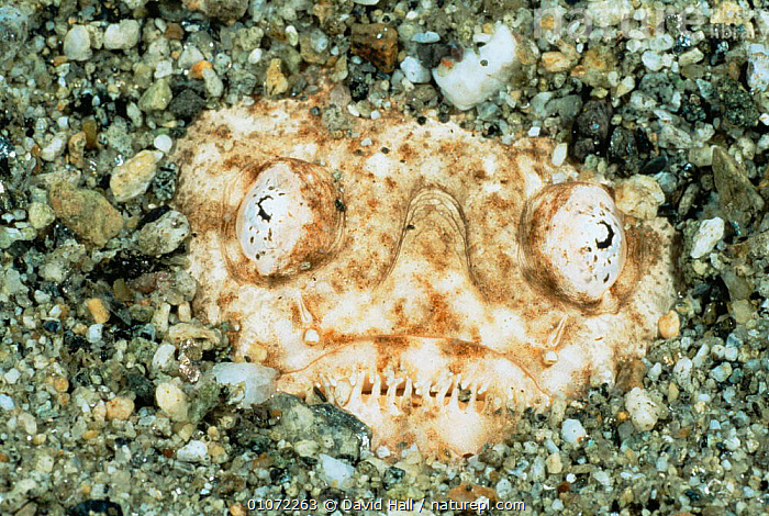 Stock photo of Close up of Stargazer face {Uranoscopus sp} buried in ...