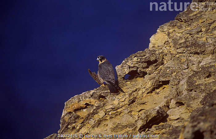 Stock photo of Sooty falcon {Falco concolor} juvenile perched on rock ...