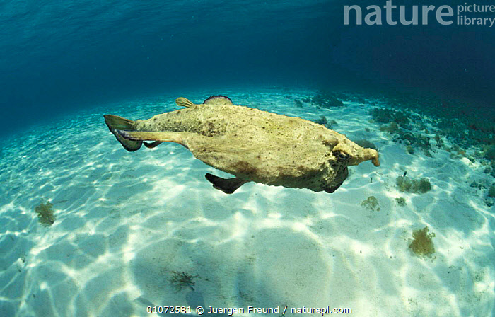 Stock photo of Shortnosed batfish {Ogcocephalus nasutus}, Caribbean Sea ...