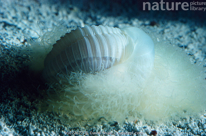 Stock photo of Benthic polychaete, Gulf of Mexico. Deep sea bristleworm ...
