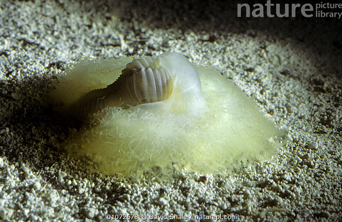 Stock photo of Benthic bristleworm (Polychaete) Gulf of Mexico, Deep ...