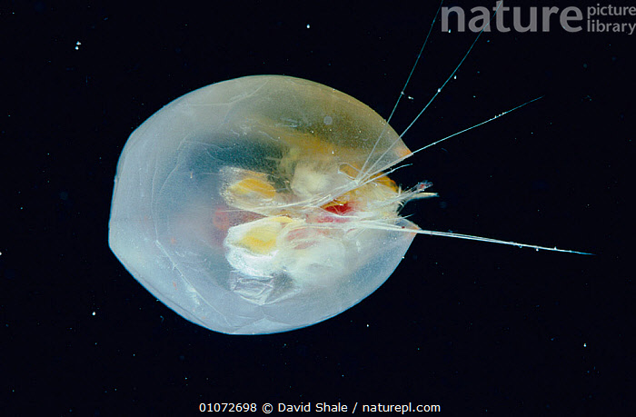 Stock photo of Deep sea ostracod {Gigantocypris sp} Cape Verde Is ...