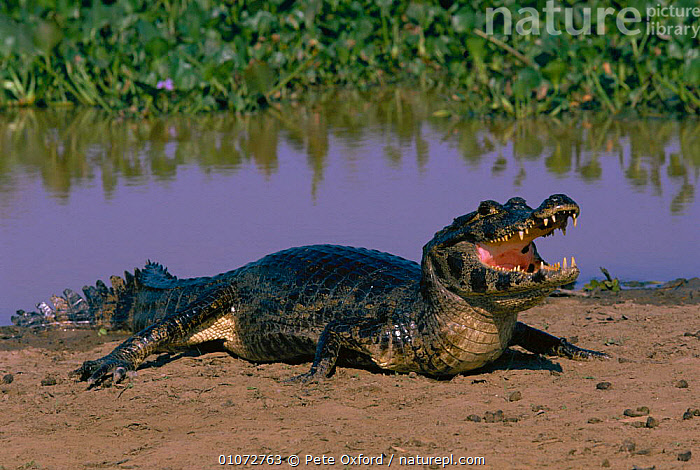 Stock Photo Of Jacare Spectacled Caiman Caiman Crocodilus Yacare