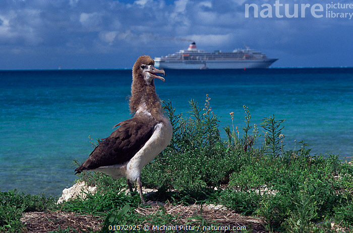 Stock photo of Juvenile Laysan albatross (Phoebastria immutabilis) on ...