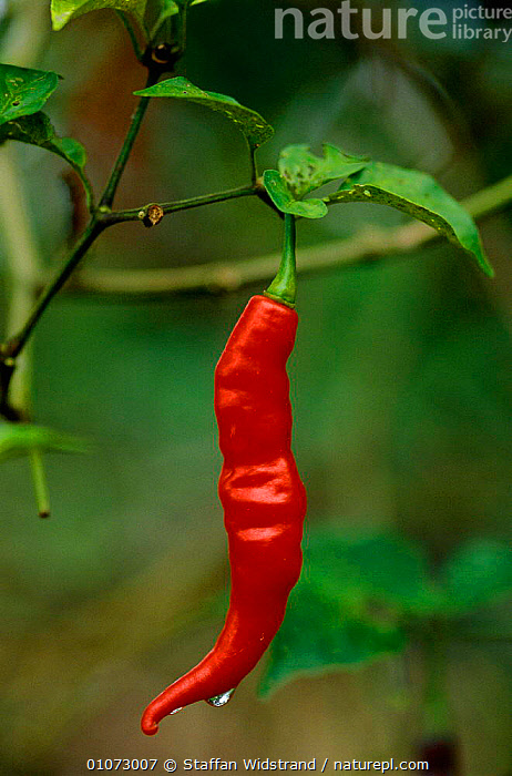 Stock photo of Chilli pepper fruit {Capsicum annum acuminatum} Guyana ...
