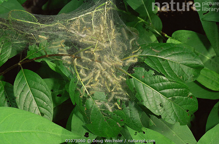 Stock photo of Caterpillar larvae of Fall webworm {Hyphantria cunea} in ...