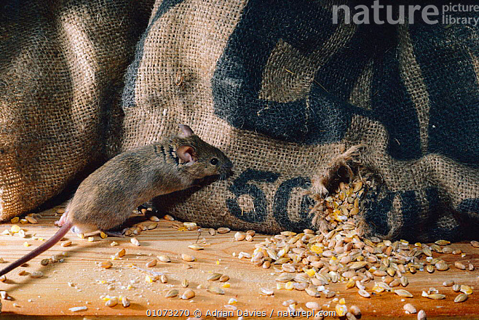 Stock photo of House mouse feeding on grain from sack {Mus musculus} UK ...