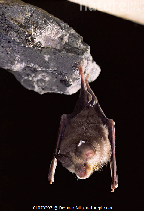 Stock photo of Mehely's horseshoe bat {Rhinolophus mehelyi} Germany ...
