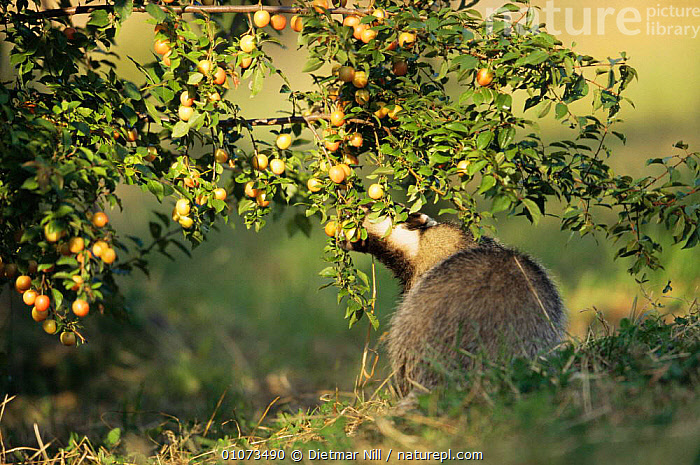 Stock photo of Badger feeding from plum tree {Meles meles} Germany ...