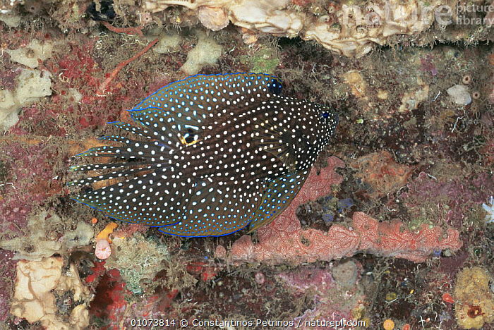 Stock photo of Comet longfish {Calloplesiops altivelis} Moray eel mimic ...